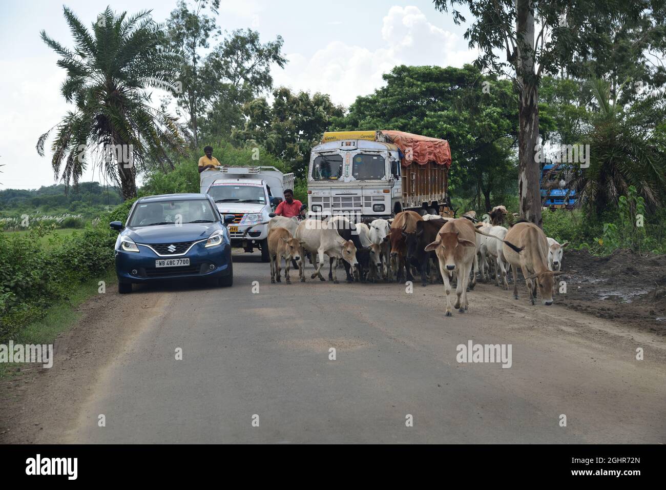 A group of cows blocking the Bankura-Saltora State Highway at Chhatna ...