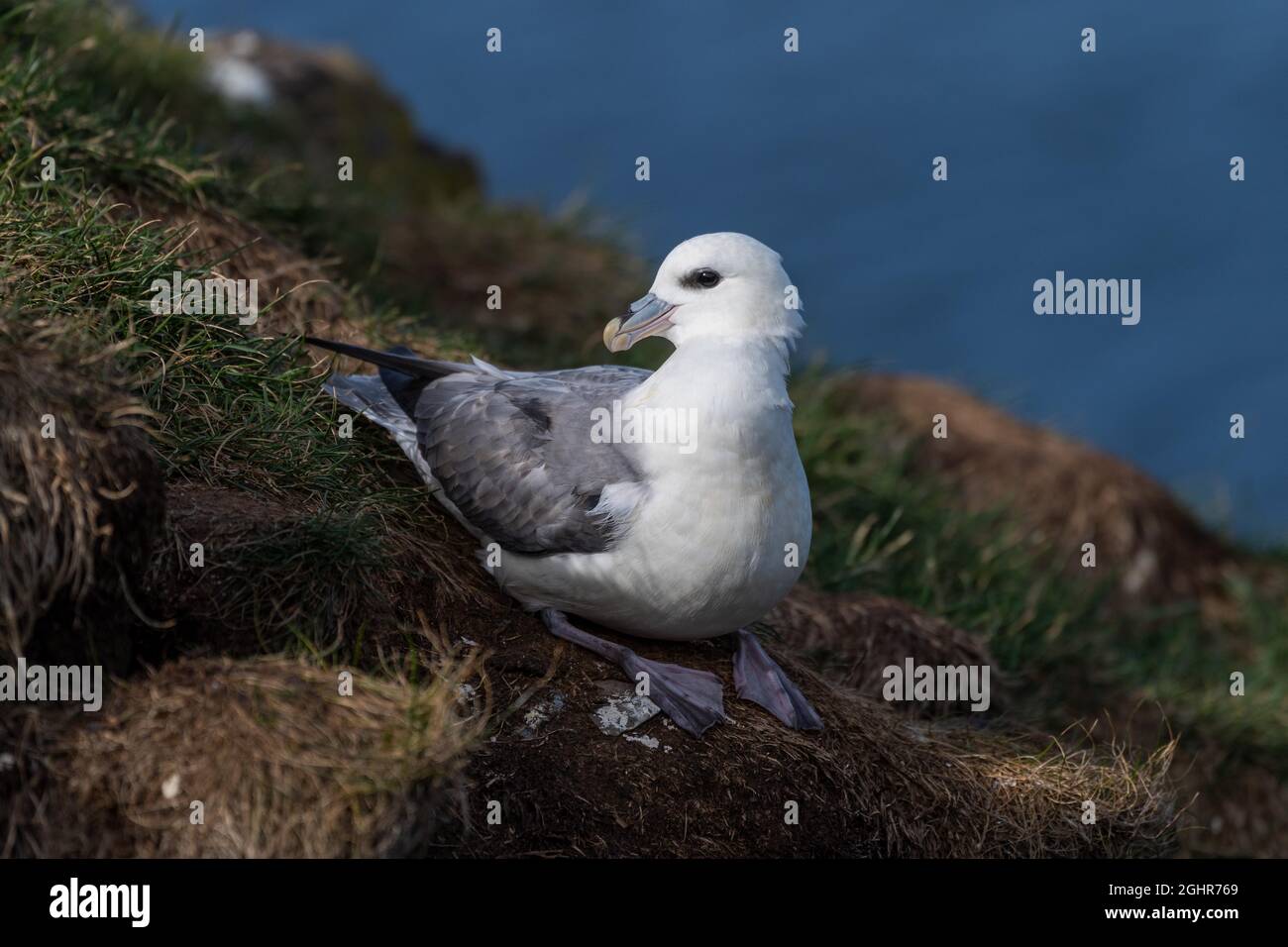 Breeding Northern fulmar (Fulmarus glacialis) in flight, Iceland Stock ...