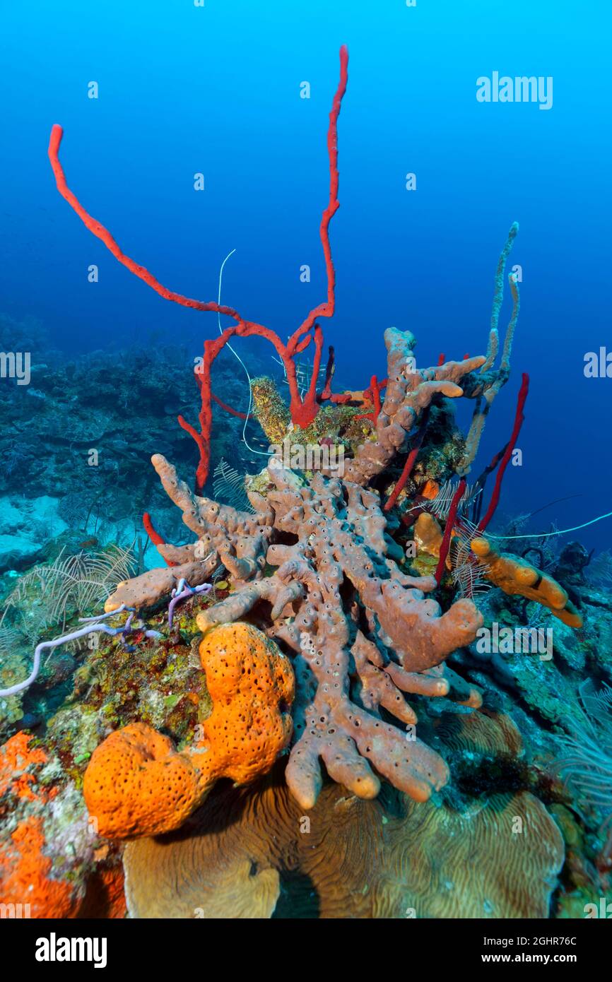 Sea elephant hi-res stock photography and images - Alamy