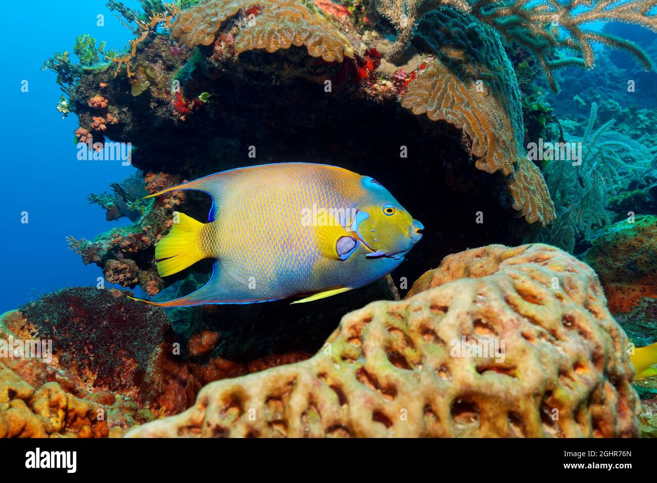 Queen angelfish (Holacanthus ciliaris), Caribbean Sea near Playa St ...