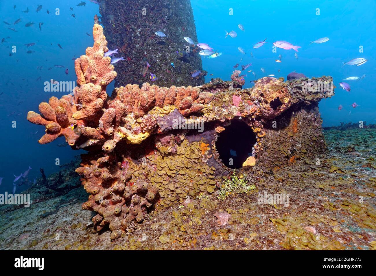 Deck superstructure encrusted with branching tubular sponge ...