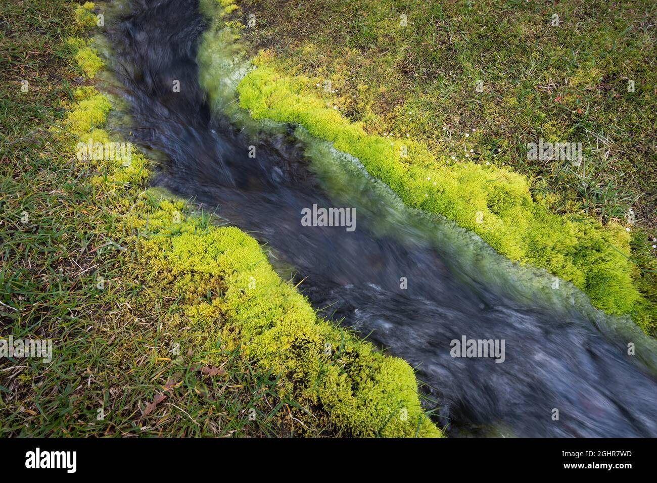 Fontinalis antipyretica hi-res stock photography and images - Alamy