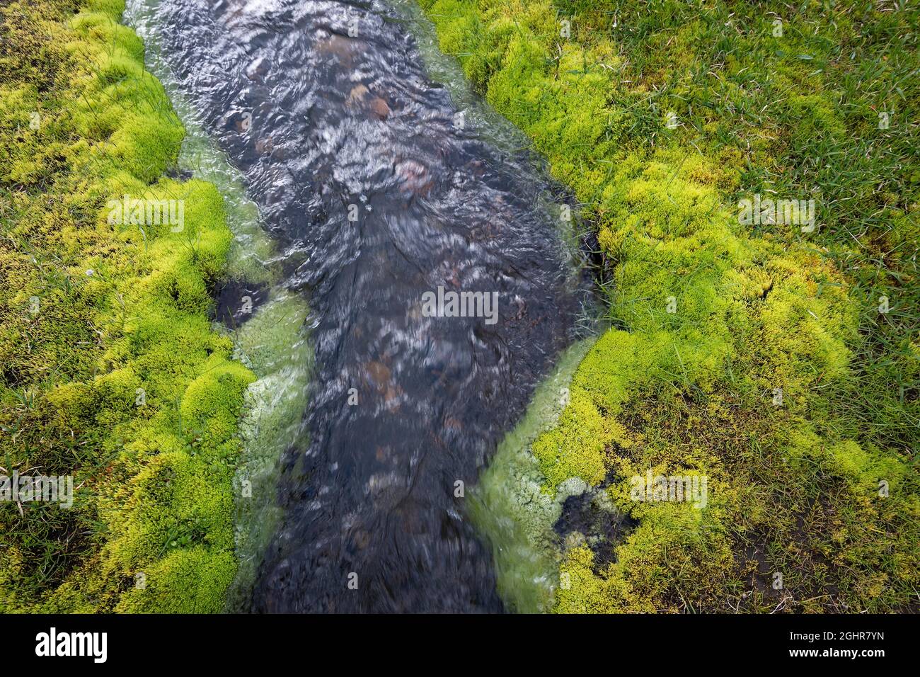 Green aquatic moss (Fontinalis antipyretica), stream, Dyrfjoell ...
