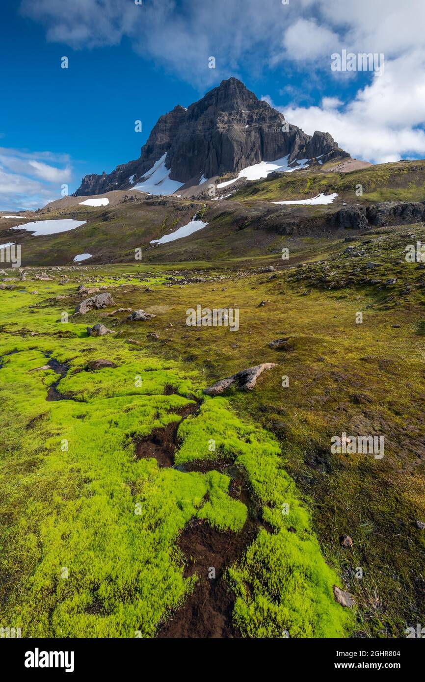 Fontinalis antipyretica hi-res stock photography and images - Alamy