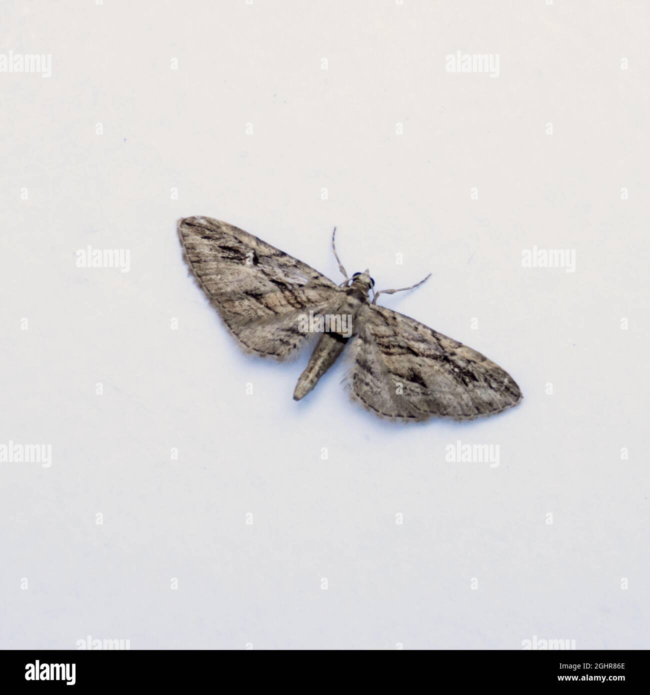 Eupithecia phoeniceata, the Cypress Pug Moth, at rest on a white ...