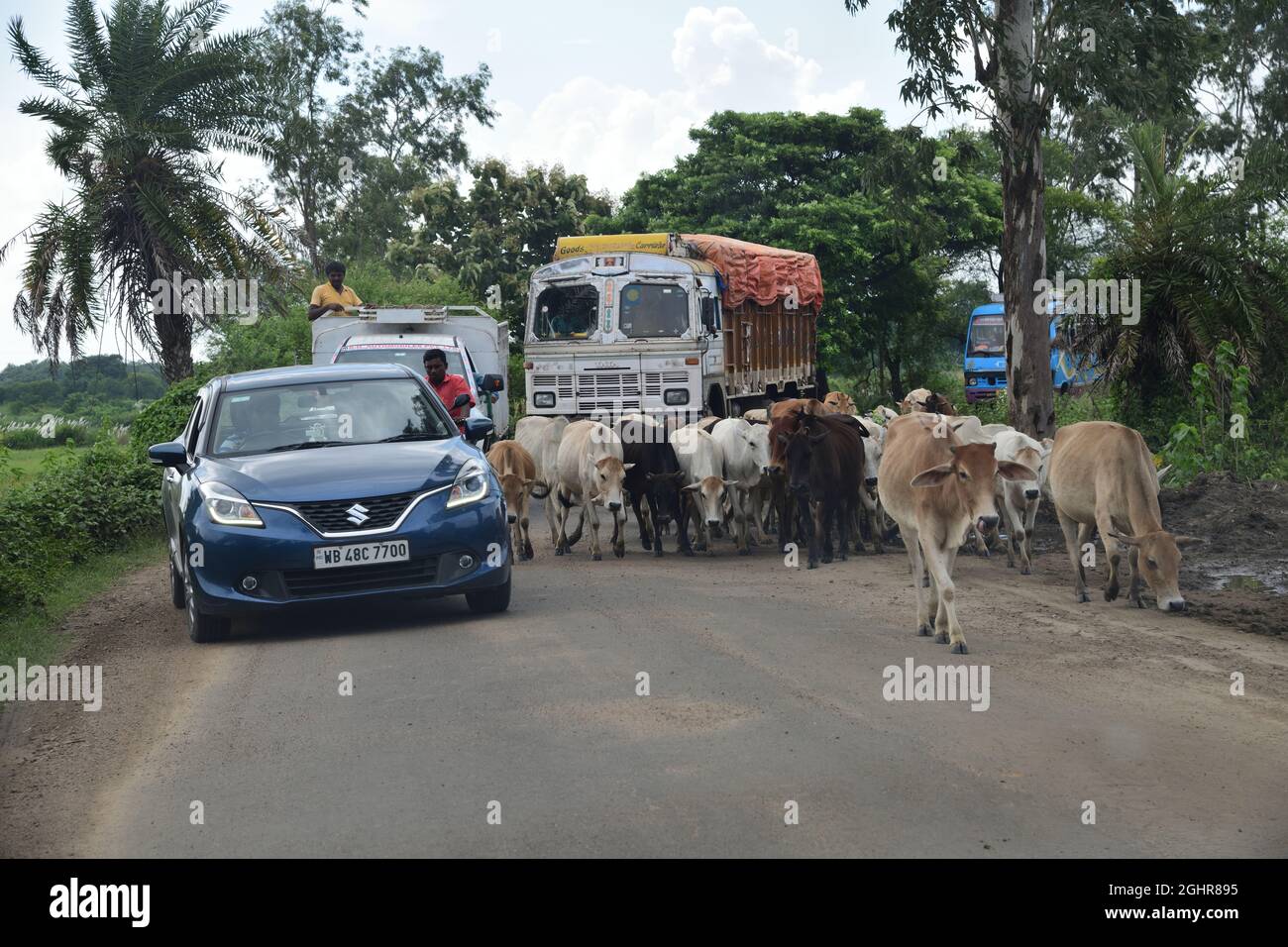 Herd of cows blocking road hi-res stock photography and images - Alamy