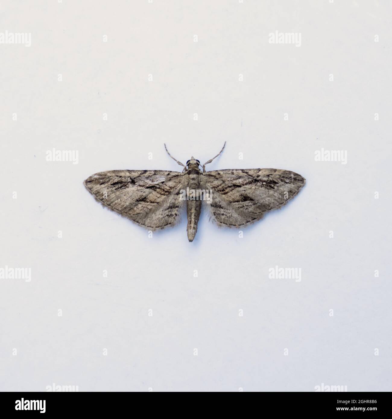 Eupithecia phoeniceata, the Cypress Pug Moth, at rest on a white ...