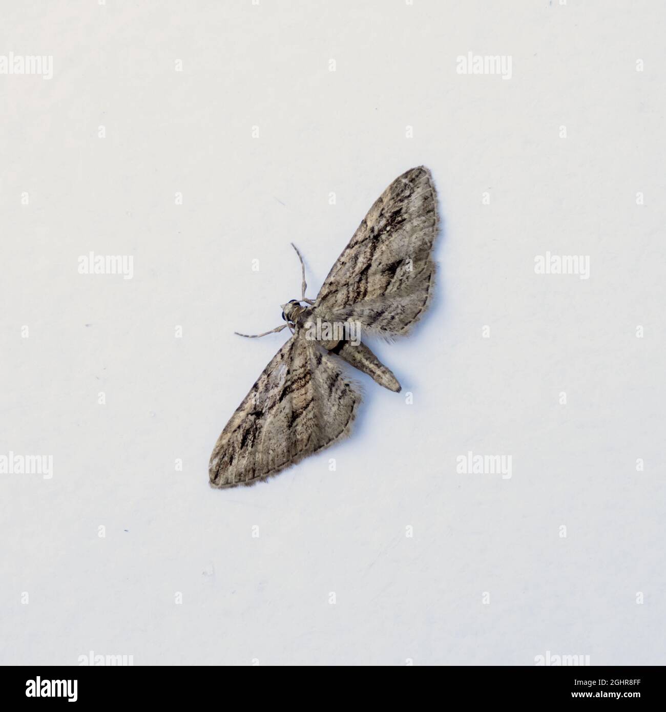 Cypress moth at rest hi-res stock photography and images - Alamy