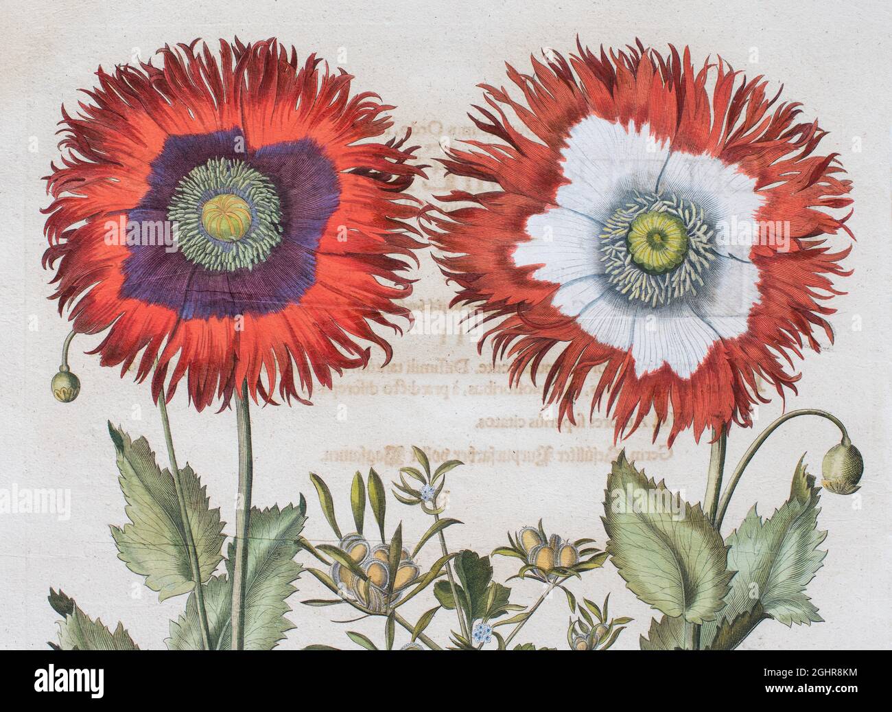 Poppy drawing hi-res stock photography and images - Alamy