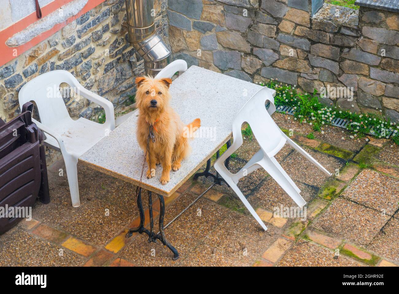 Perro mirando a la cámara hi-res stock photography and images - Alamy