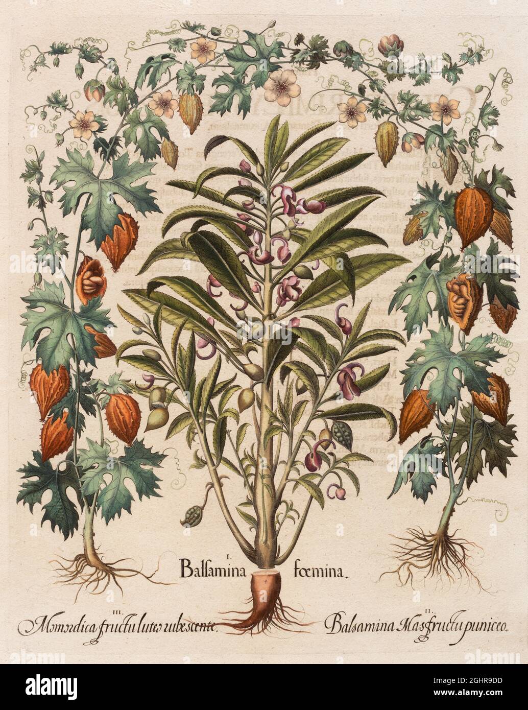 Drawing of balsam plant hi-res stock photography and images - Alamy