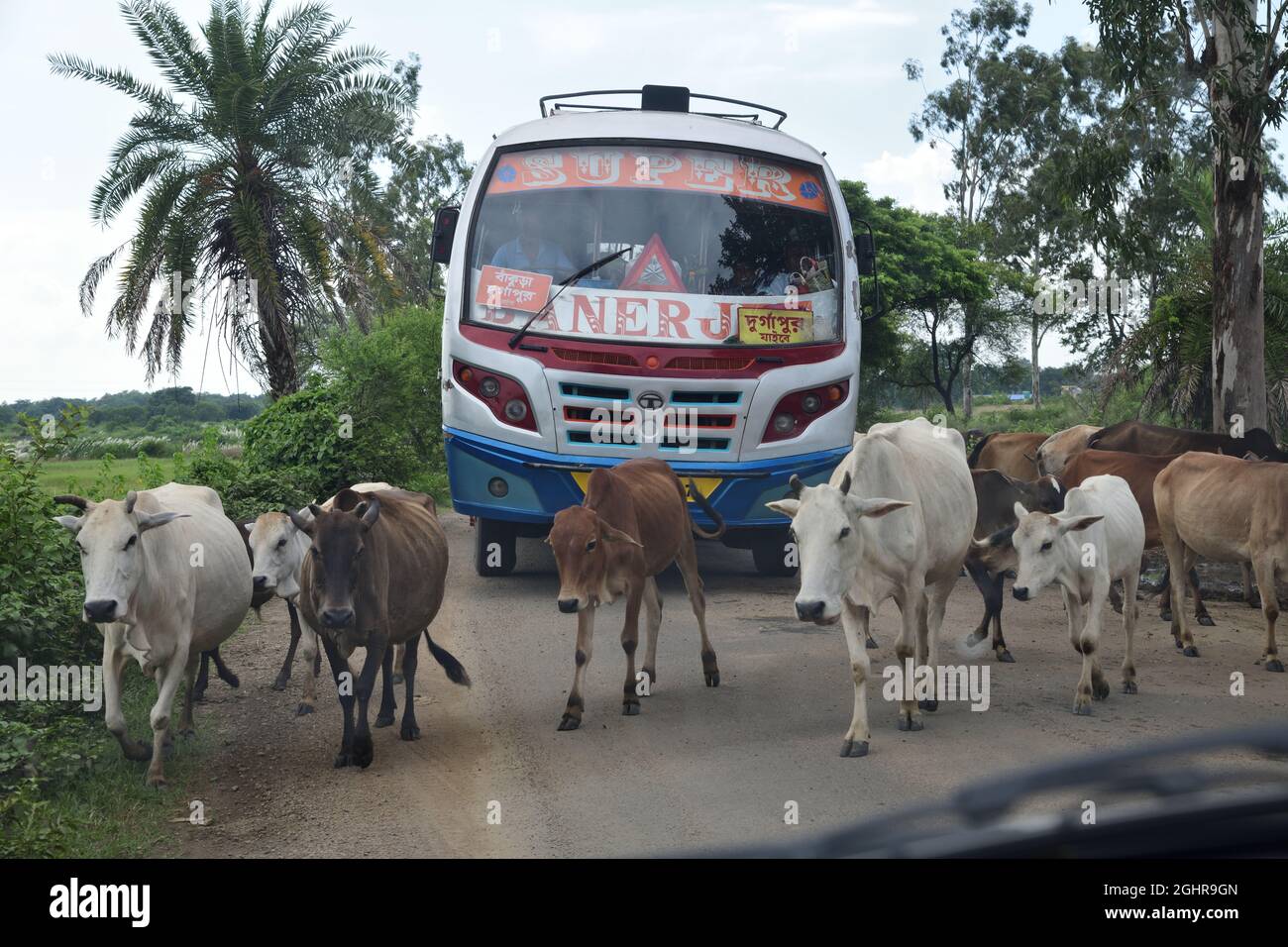 A group of cows blocking the Bankura-Saltora State Highway at Chhatna ...