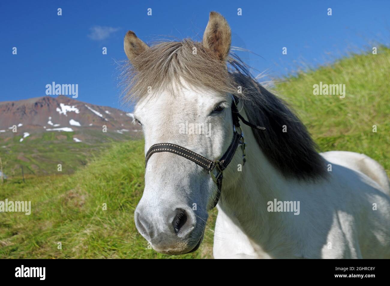 Icelandic horse with fencing, mountains and pasture, East Fjords ...