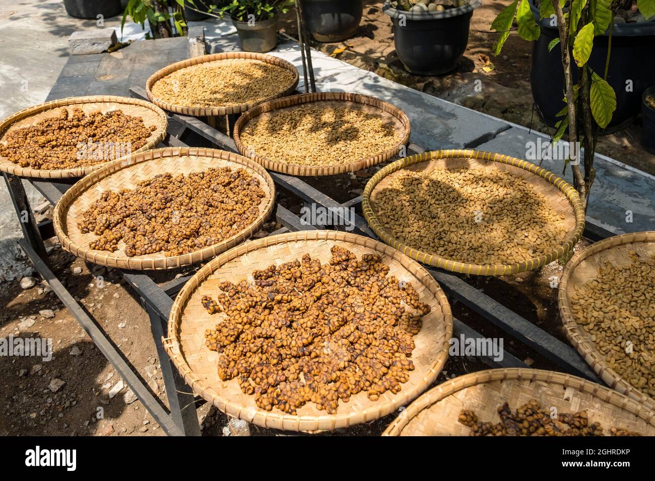 Cat coffee, Kopi Luwak, most expensive coffee in the world, Java Island ...