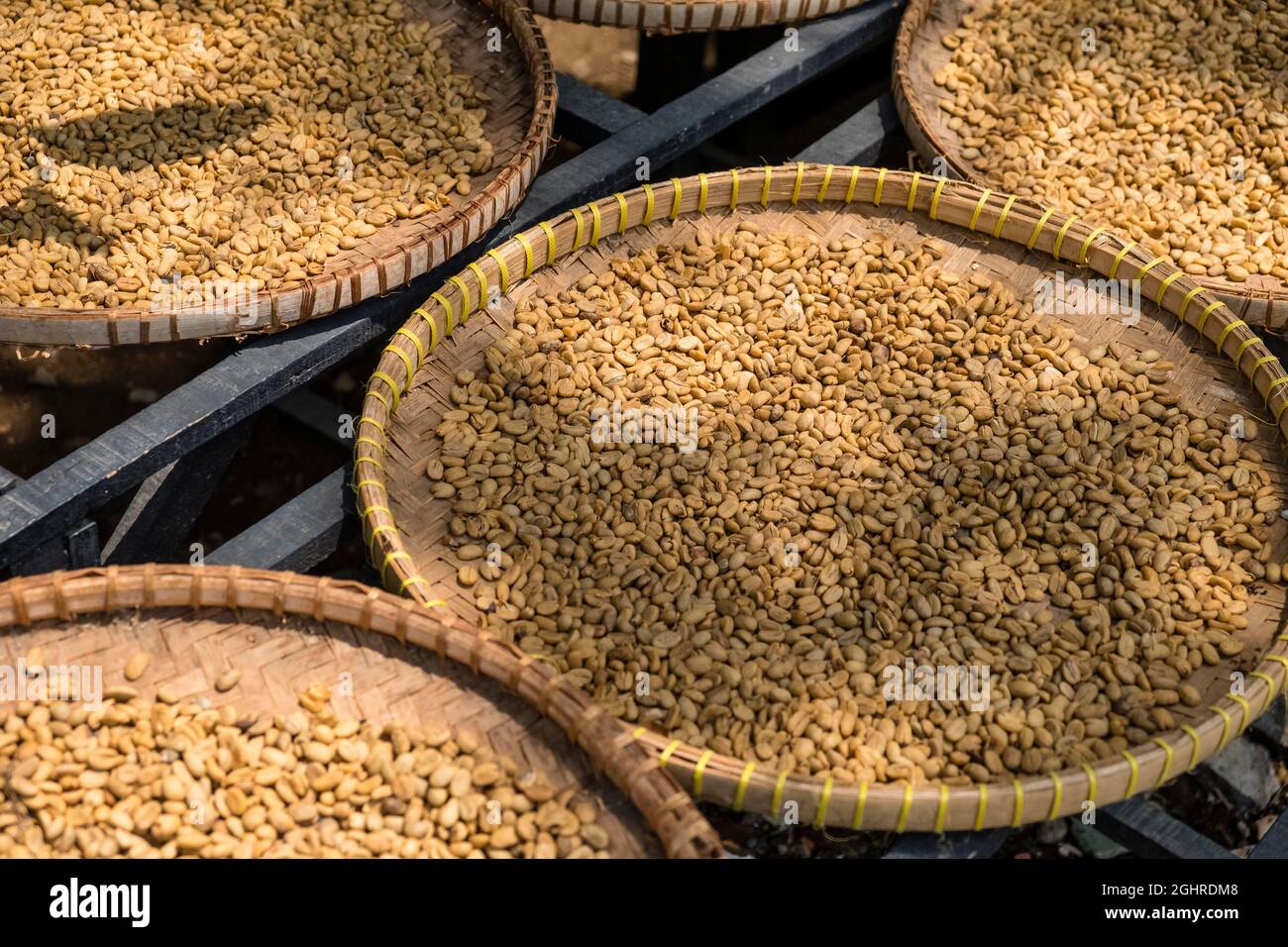 Cat coffee, Kopi Luwak, most expensive coffee in the world, Java Island ...