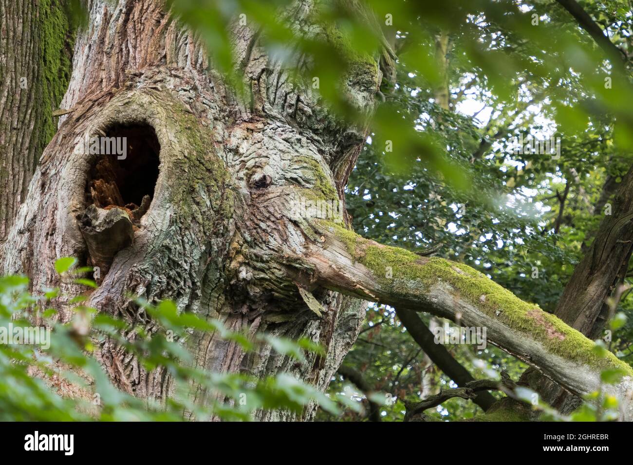 Elephant's head, growth on an English oak (Quercus robur), NSG Urwald ...