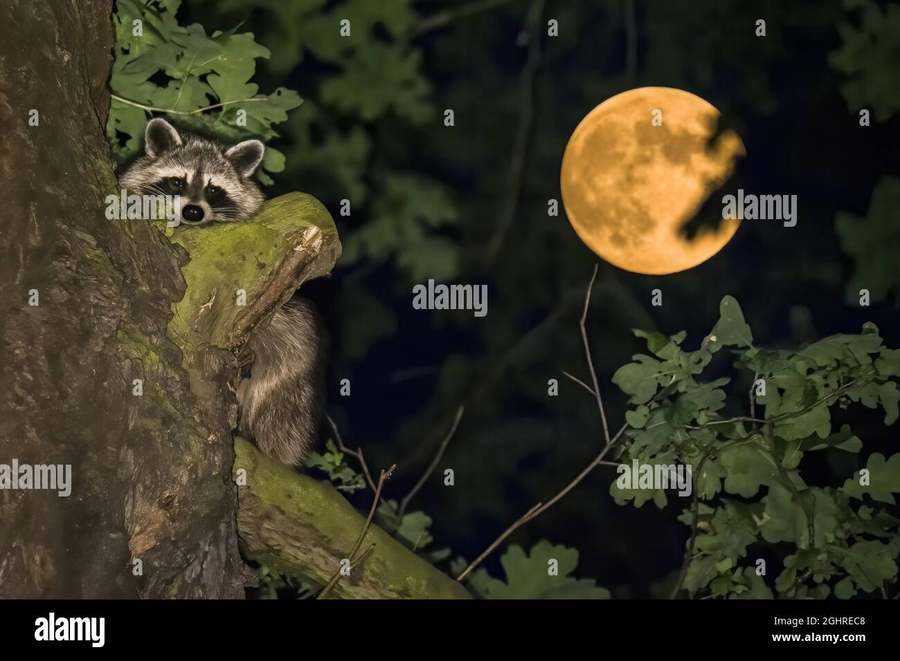 Raccoon (Procyon lotor), on tree trunk, full moon night, Hesse, Germany ...