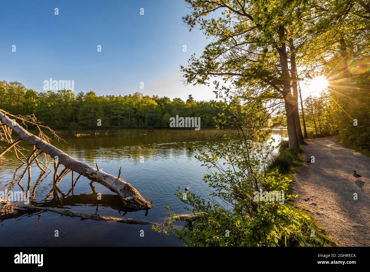Pfaffensee at sunset, trees, path, park lakes, Stuttgart, Baden ...