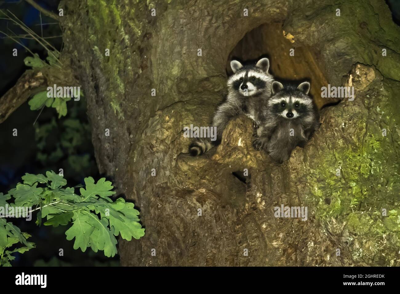 Two Raccoons (Procyon lotor), female with young, sitting in front of ...