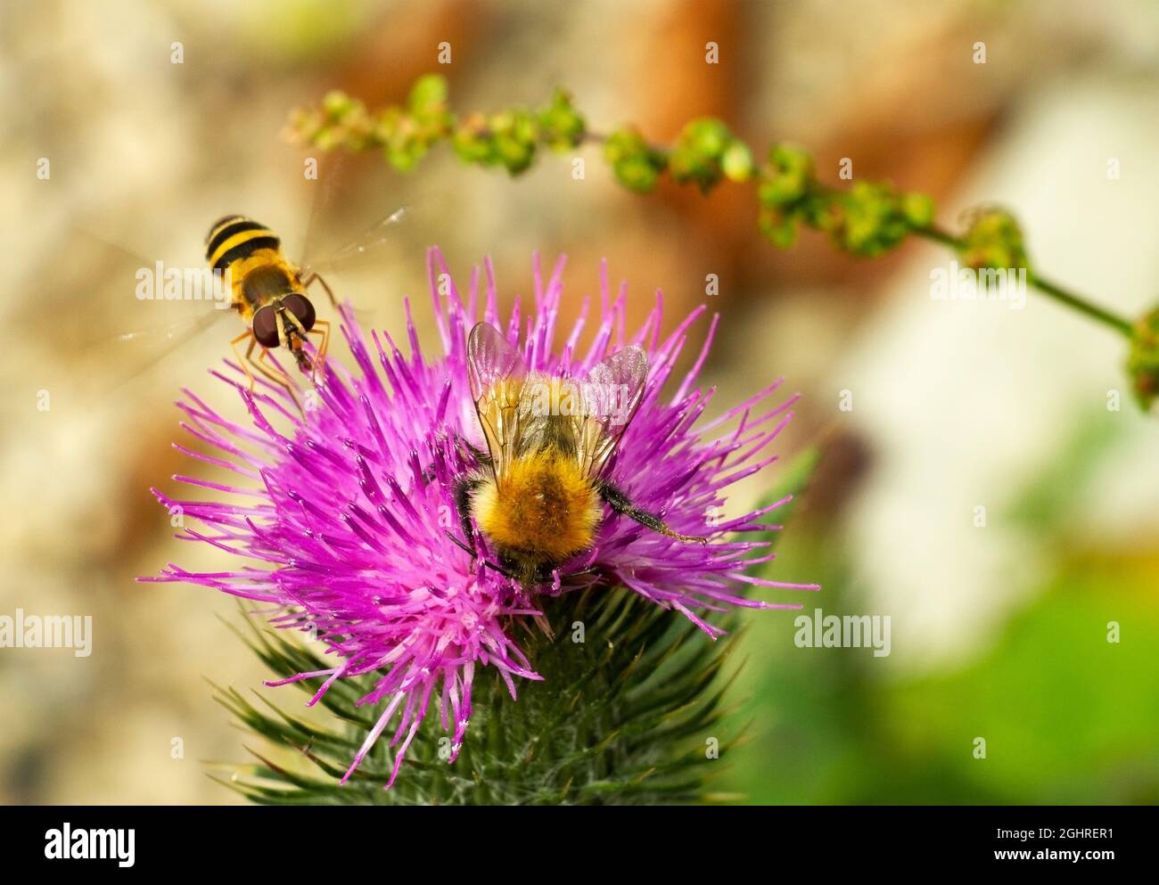 Specialised tongue hi-res stock photography and images - Alamy