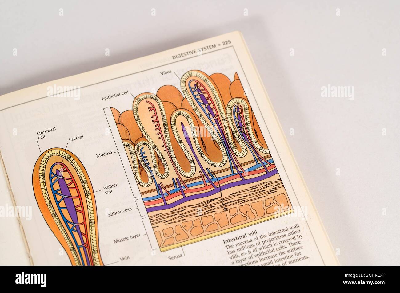 Open pages from an old edition human body book used by Medical students ...