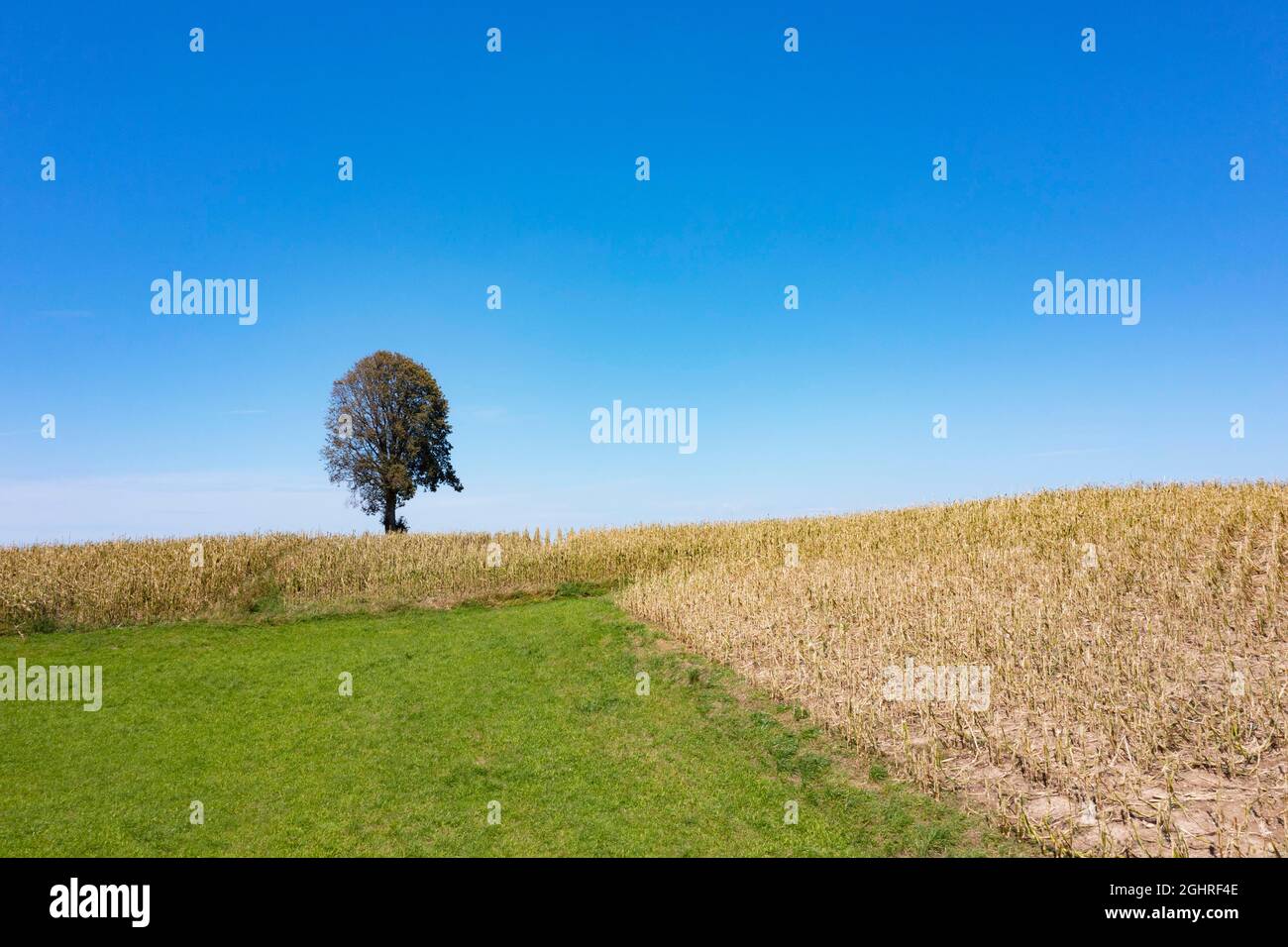Agricultural landscape, single deciduous tree standing in a maize field ...