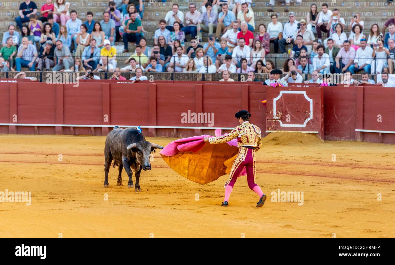Banderillero with capa in front of bull, torero with pink cloth in ...