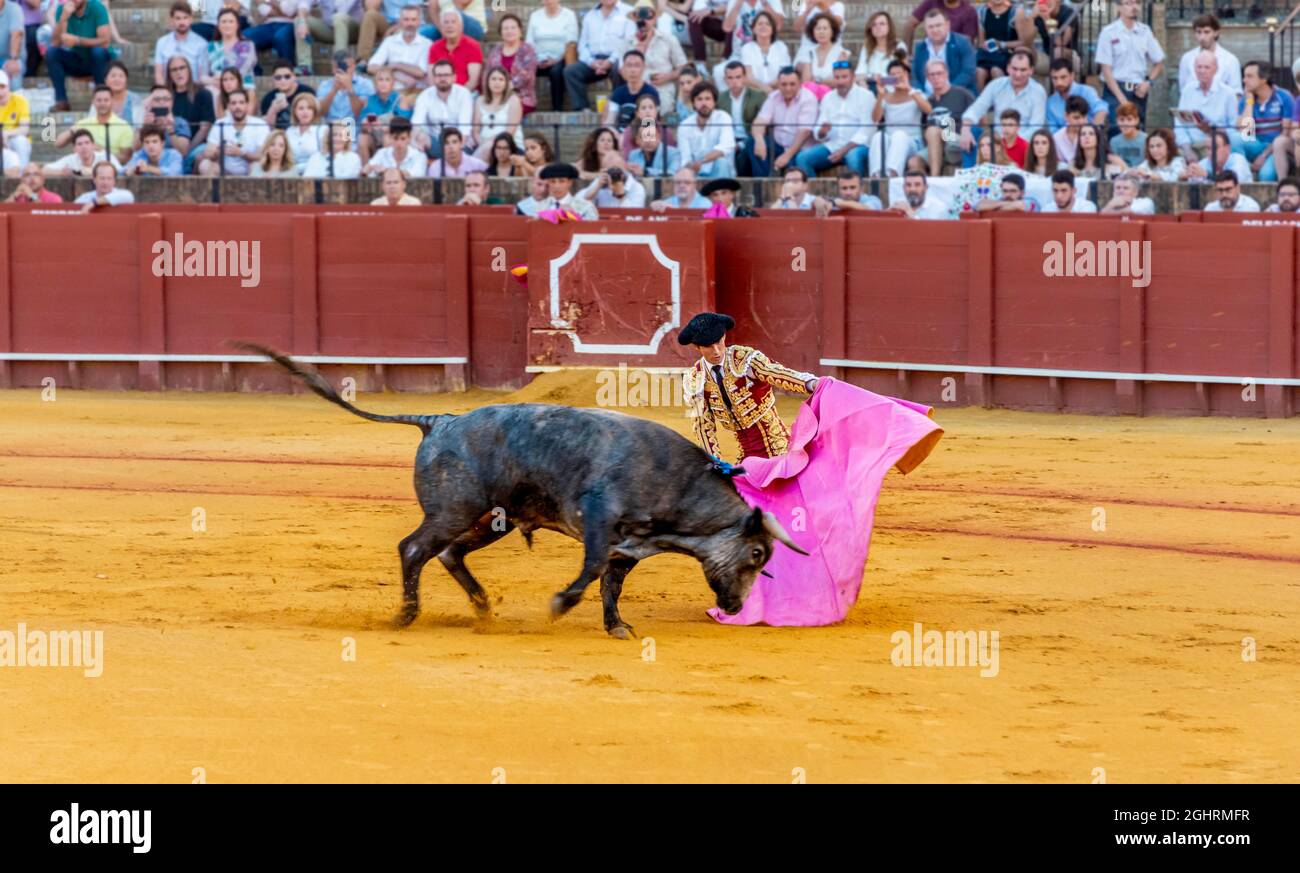 Banderillero with capa in front of bull, torero with pink cloth in ...