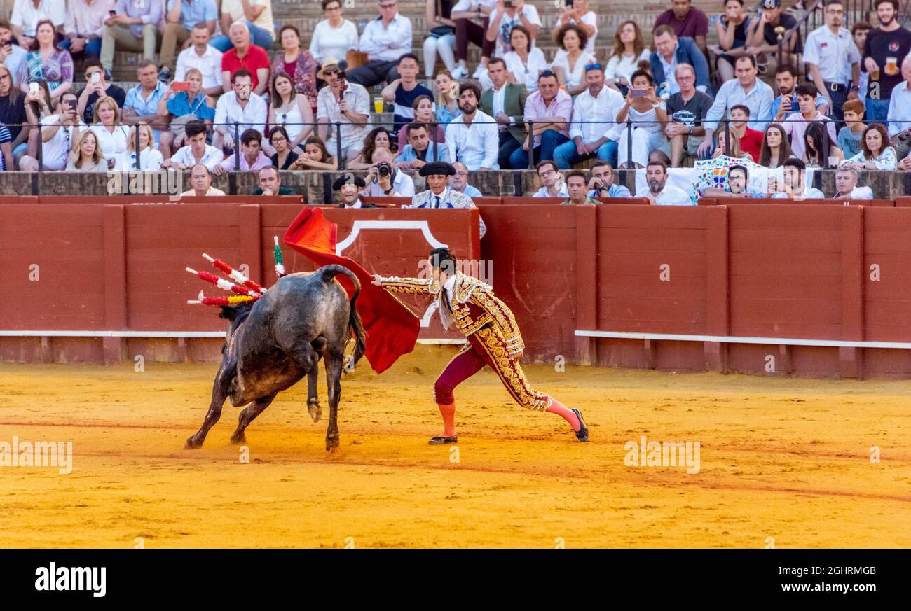 Matador with muleta with running bull, torero with red cloth in ...
