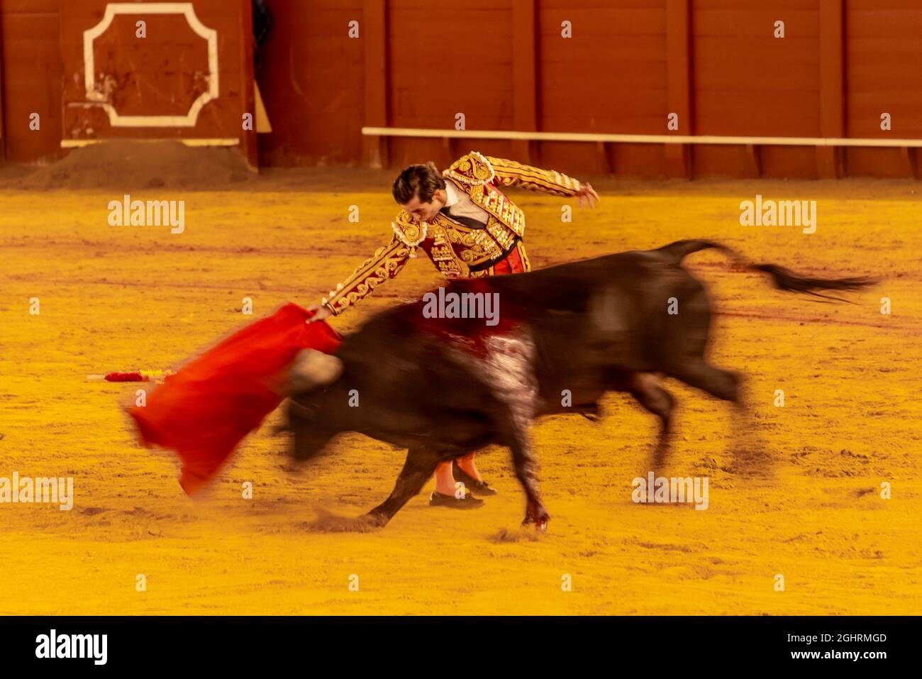 Matador with muleta with running bull, torero with red cloth in ...