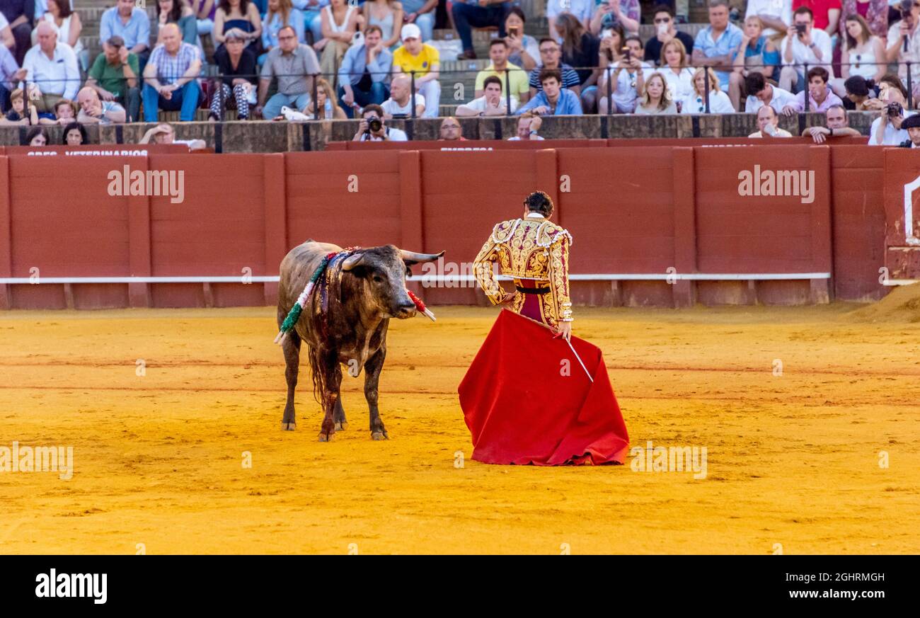 Matador with muleta in front of bull, torero with red cloth in ...