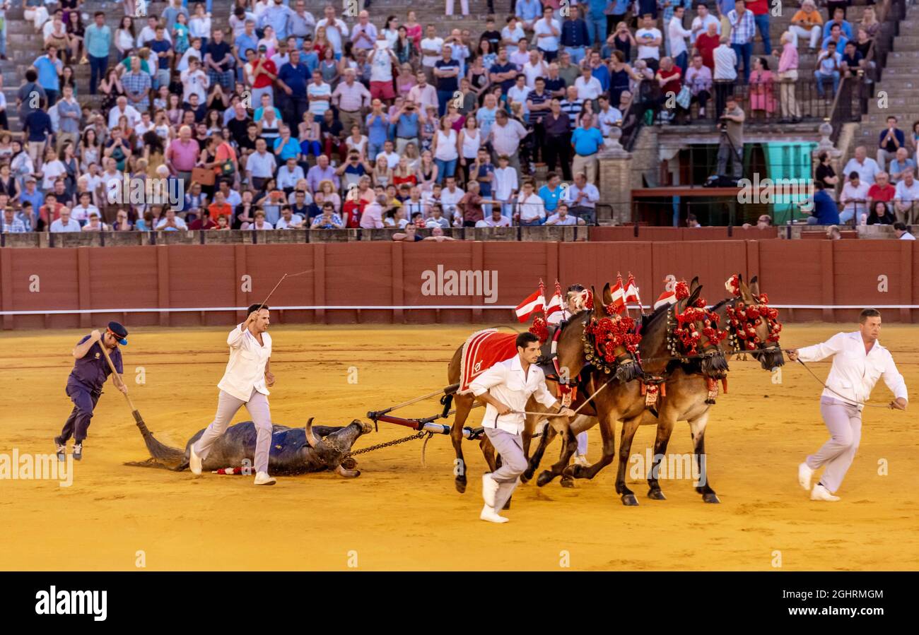 Ruedo de la plaza de toros hi-res stock photography and images - Alamy
