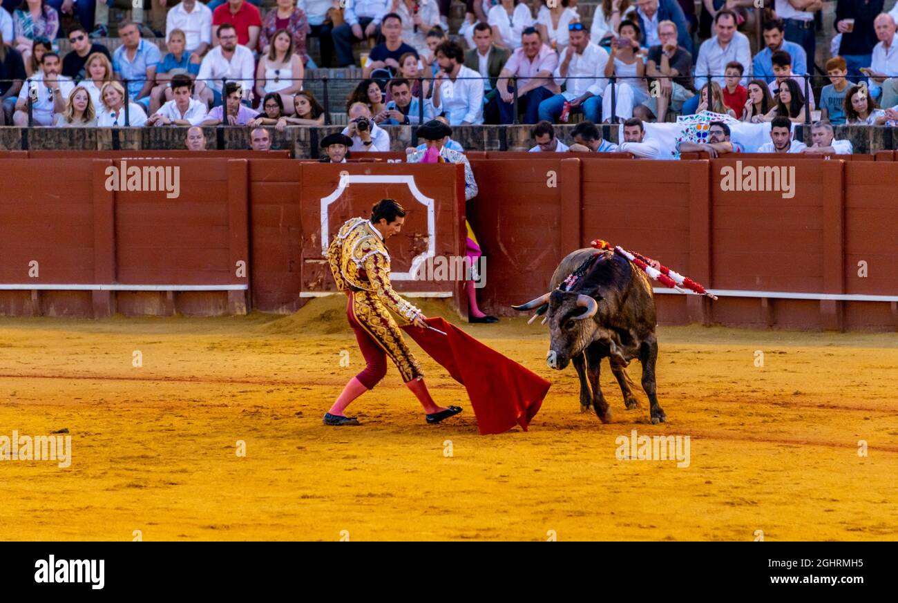 Matador with muleta with running bull, torero with red cloth in ...