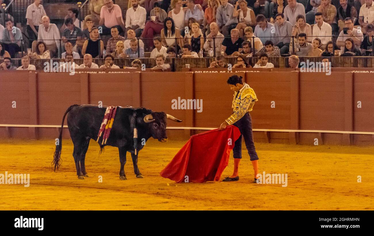 Matador with muleta standing in front of bull, torero with red cloth in ...
