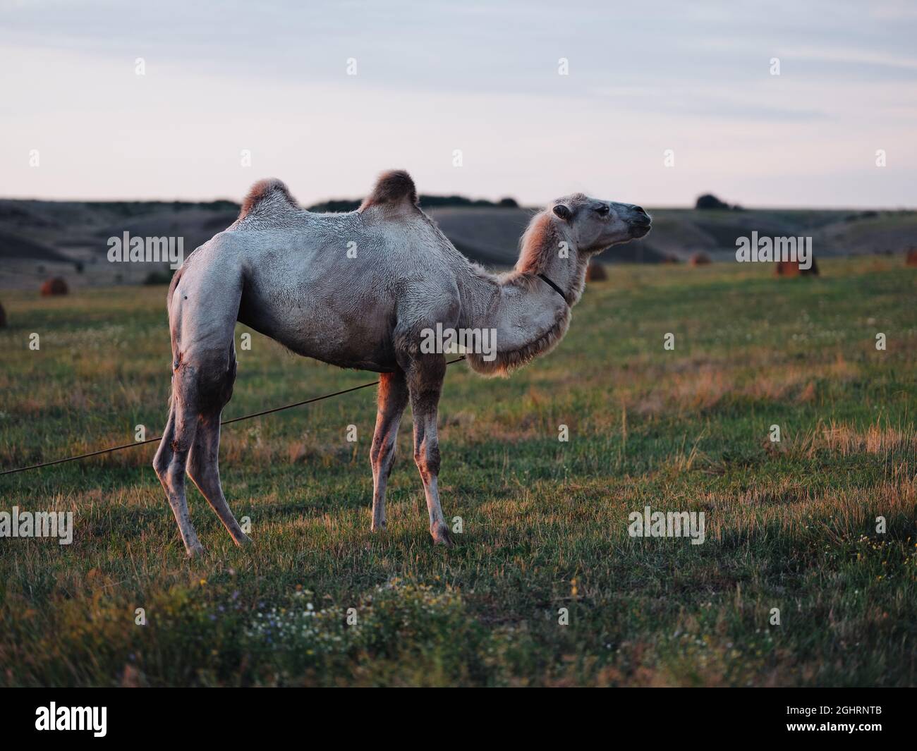 camel eating grass green field safari park animal Stock Photo - Alamy