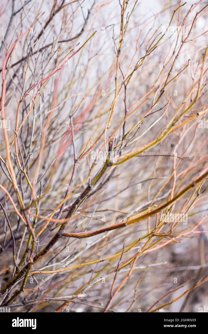 brown tree branch. Dry branch. Dead branches. tree branch of big tree ...