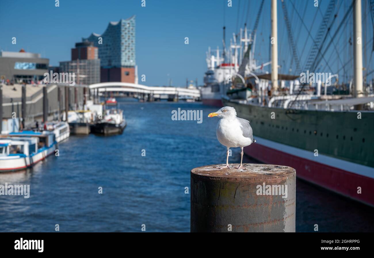 Elbphilharmonie opera house hi-res stock photography and images - Alamy