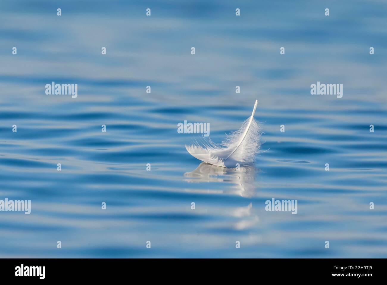 Floating swan hi-res stock photography and images - Alamy