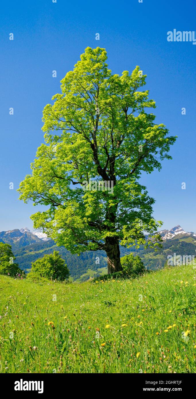 Sycamore tree blossom hi-res stock photography and images - Alamy
