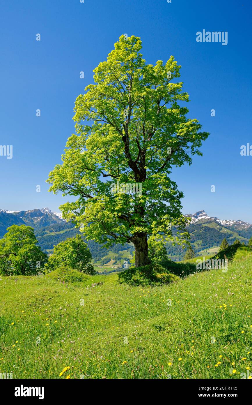 Sycamore tree blossom hi-res stock photography and images - Alamy