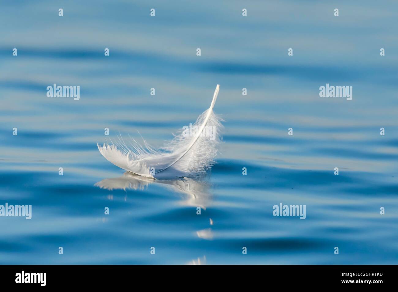 Floating swan hi-res stock photography and images - Alamy
