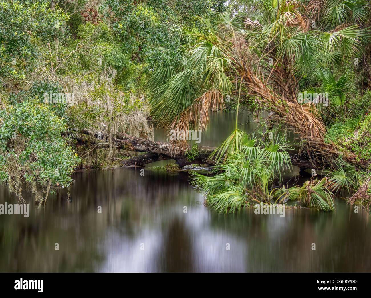 Clay Gully in Myakka River State Park in Sarasota Florida USA Stock ...