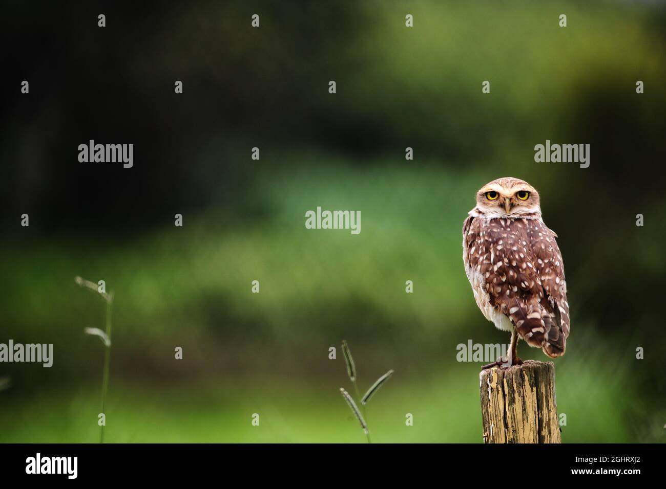 Circuit atmosphere an owl hi-res stock photography and images - Alamy
