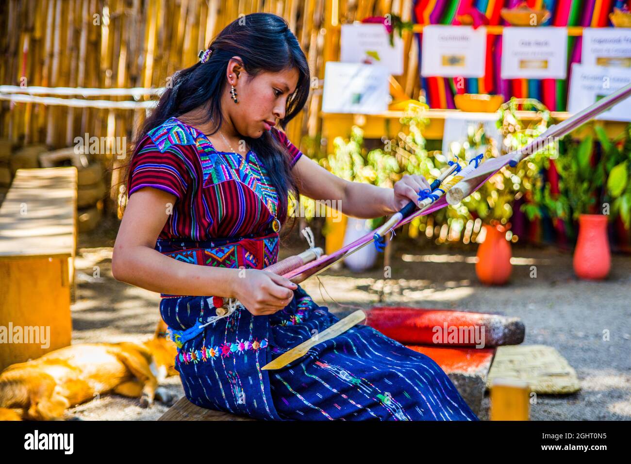 Weaver with haft loom, demonstration of traditional Mayan weaving, Ajto ...