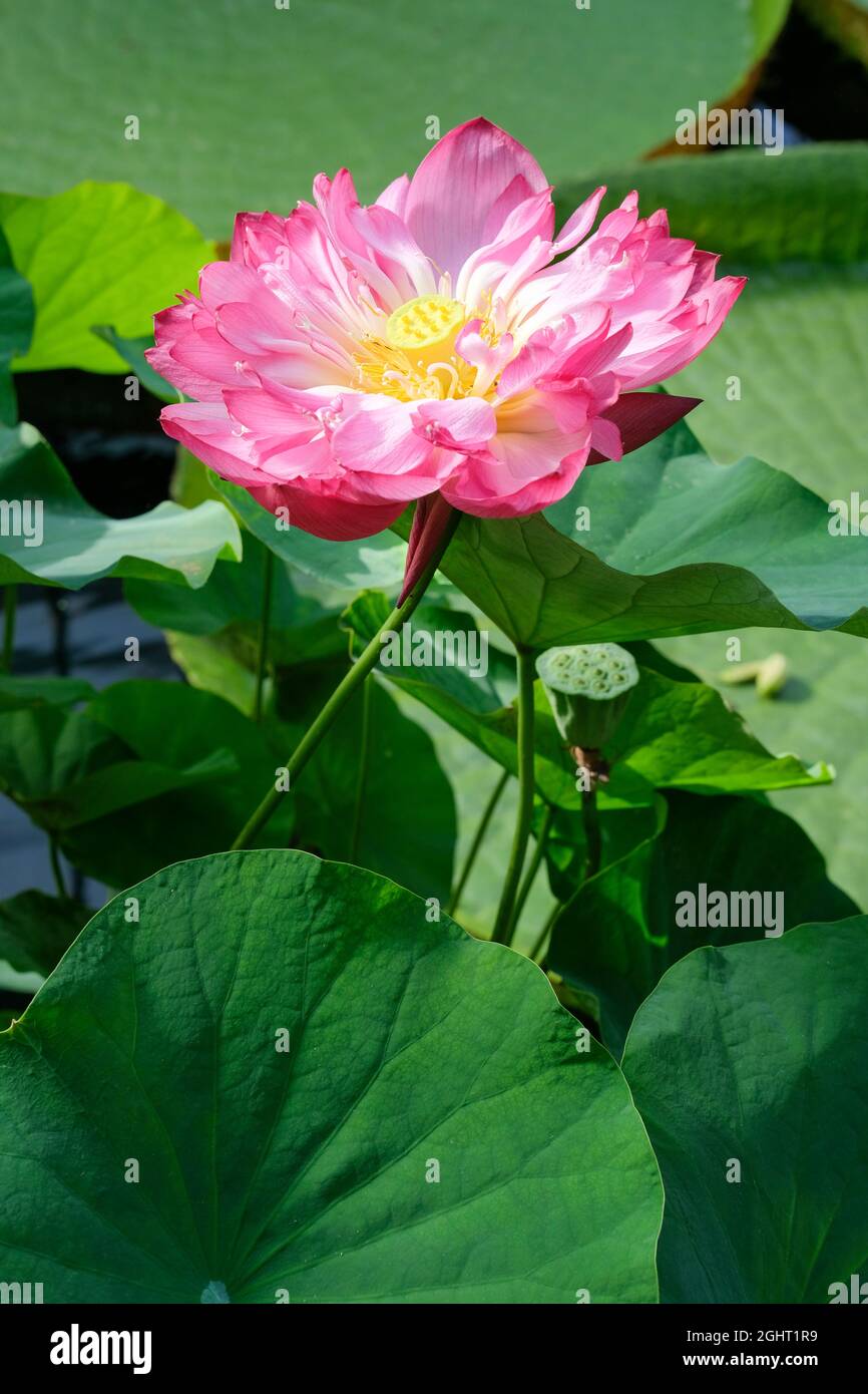 Nelumbo 'Momo Botan' Momo Botan Lotus. Dwarf lotus with deep rosy red ...