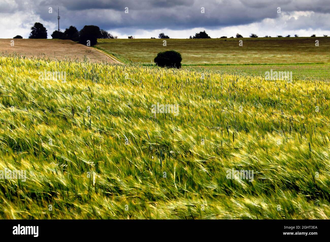 Wheat field, field, landscape, Green Belt, border path, former German ...