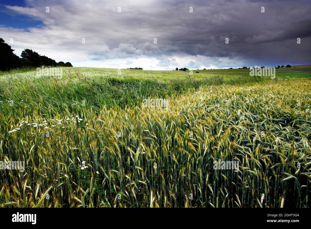 Wheat field, field, landscape, Green Belt, border path, former German ...