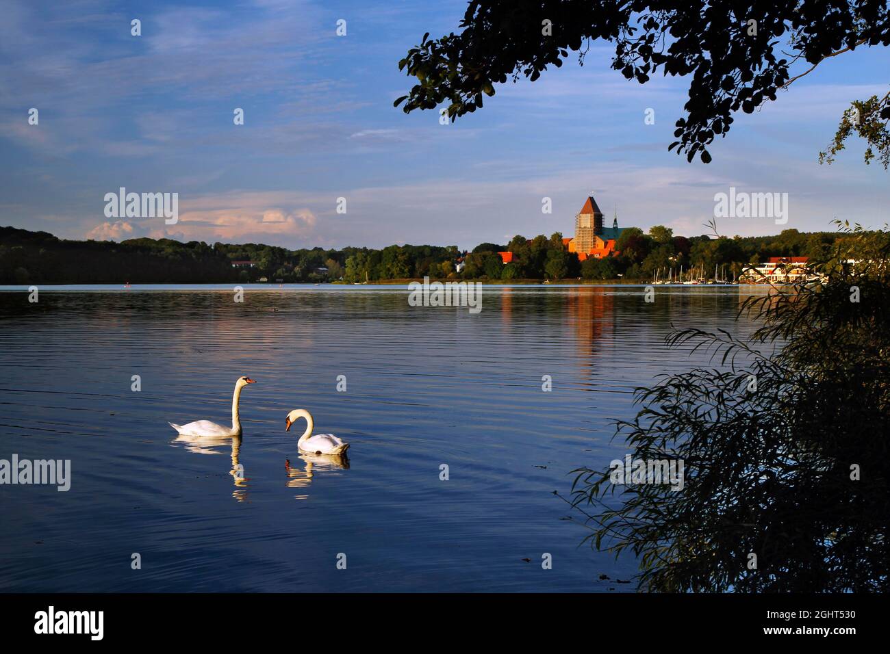 Swans, Olor, View over Ratzeburg Lake to Ratzeburg, Green Belt, Border ...