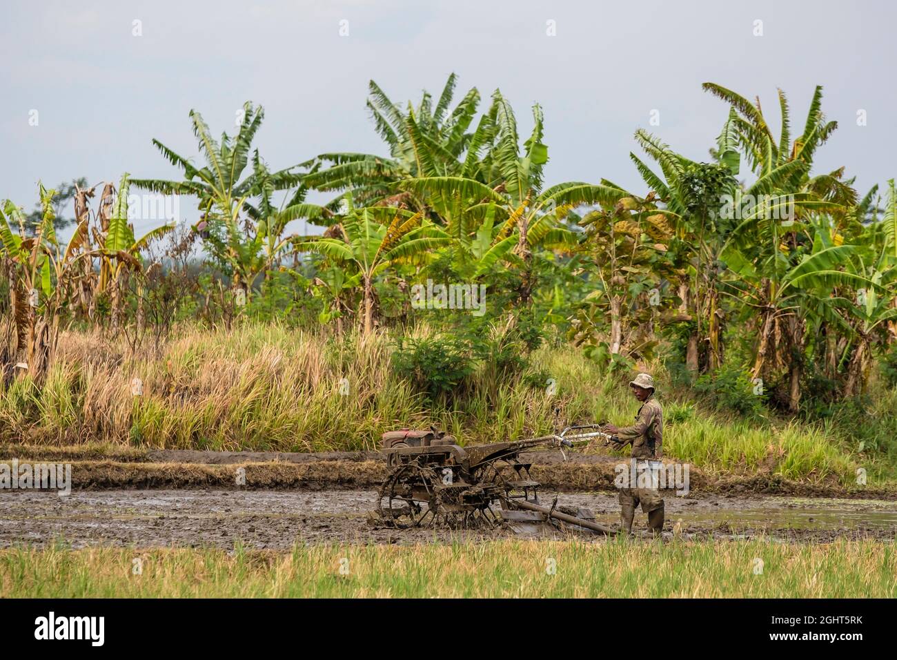 Farmer working in rice field hi-res stock photography and images - Alamy