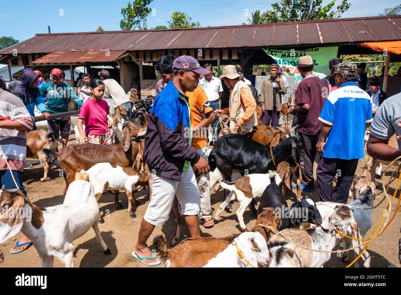 Animal market on Java Island, Indonesia Stock Photo - Alamy
